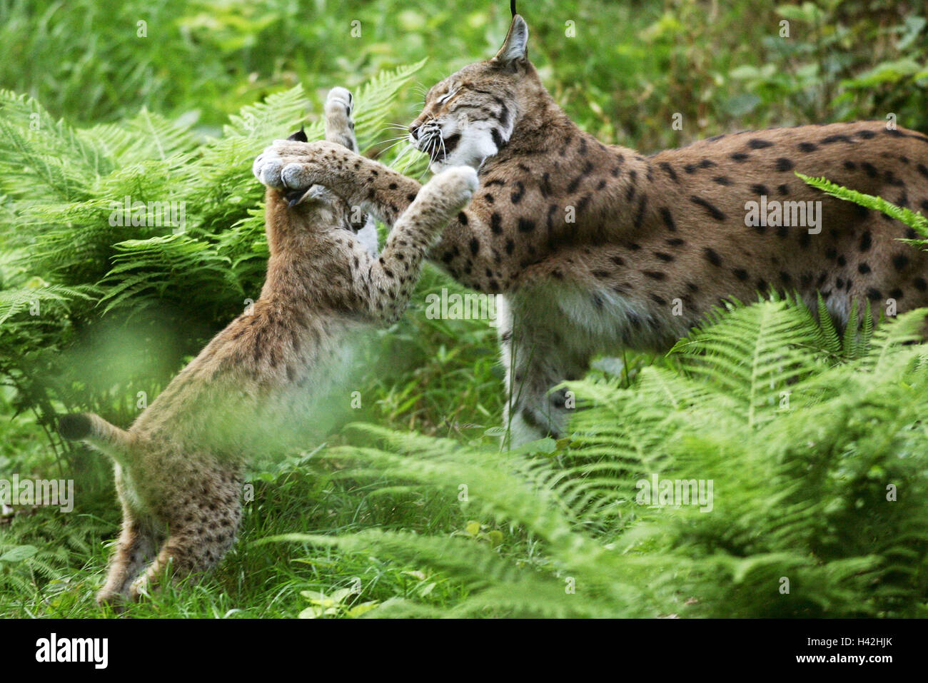Wood, Eurasian lynx, Lynx lynx, mother animal, young animal, play ...