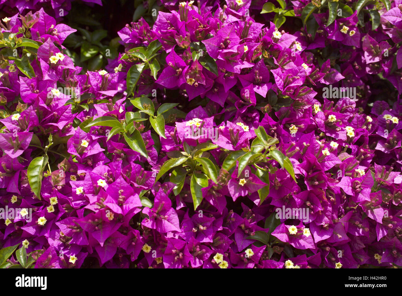 Italy, island Elba, triplet's flowers, bougainvillaea glabra, detail ...