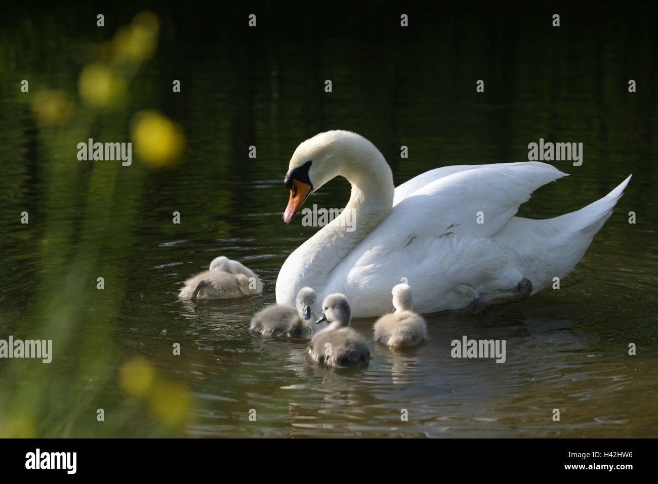 Lake, hump swans, Cygnus olor, mother animal, young animals, waters ...