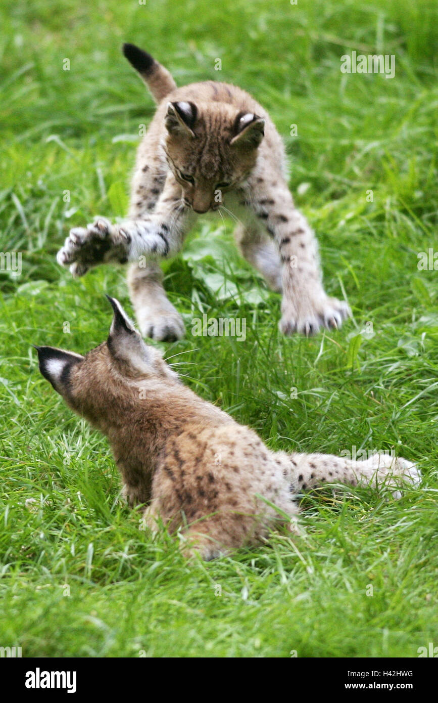 Meadow, Eurasian lynxes, Lynx lynx, young animals, play, Wildlife ...