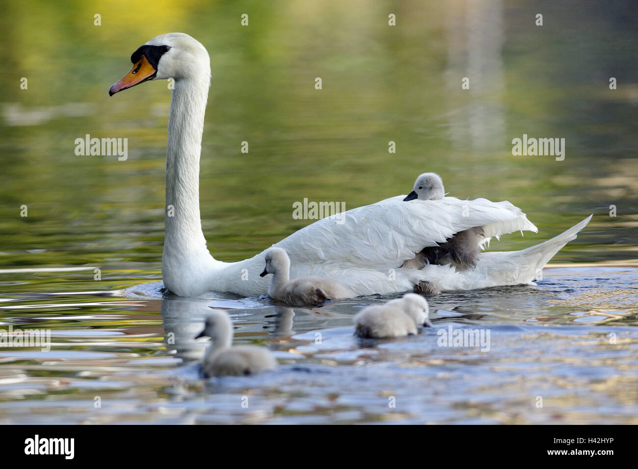 Lake, hump swans, Cygnus olor, mother animal, young animals, waters ...