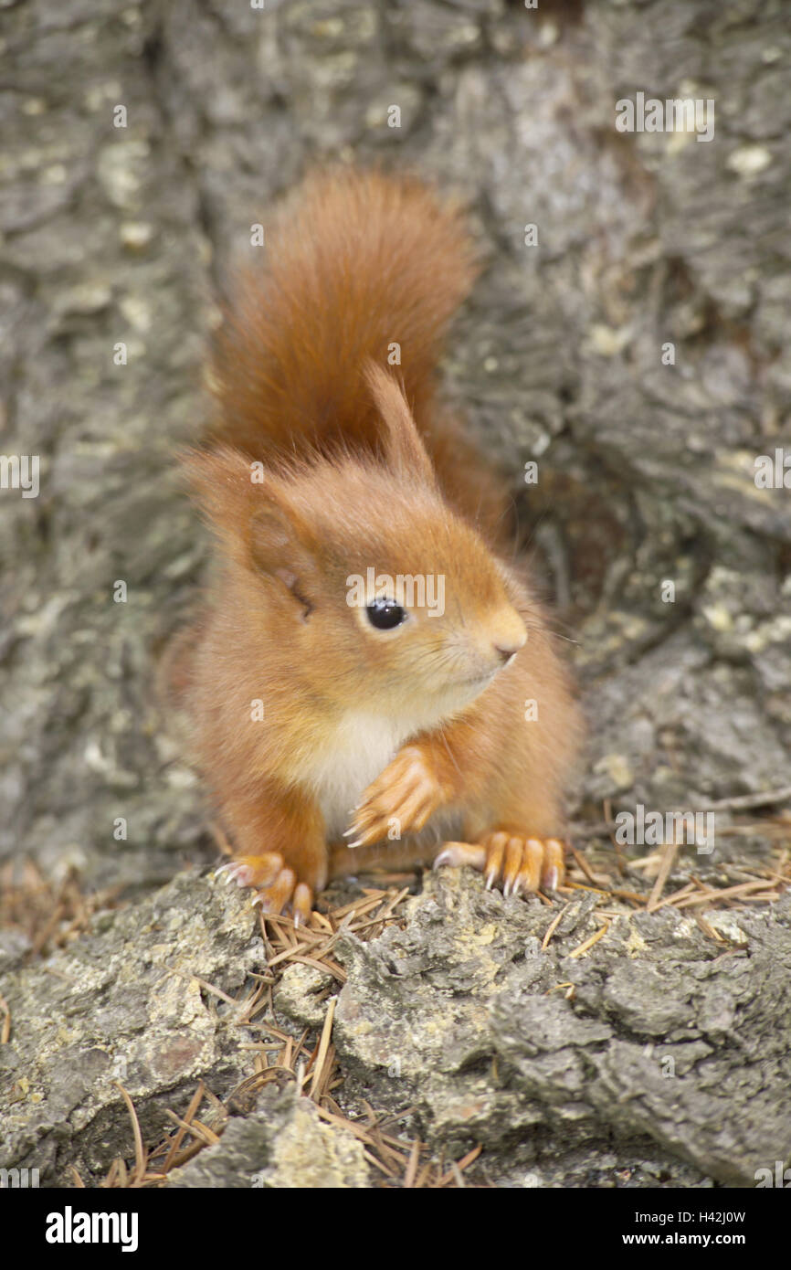 Wood, European squirrel, Sciurus vulgaris, young animal, watchfulness ...