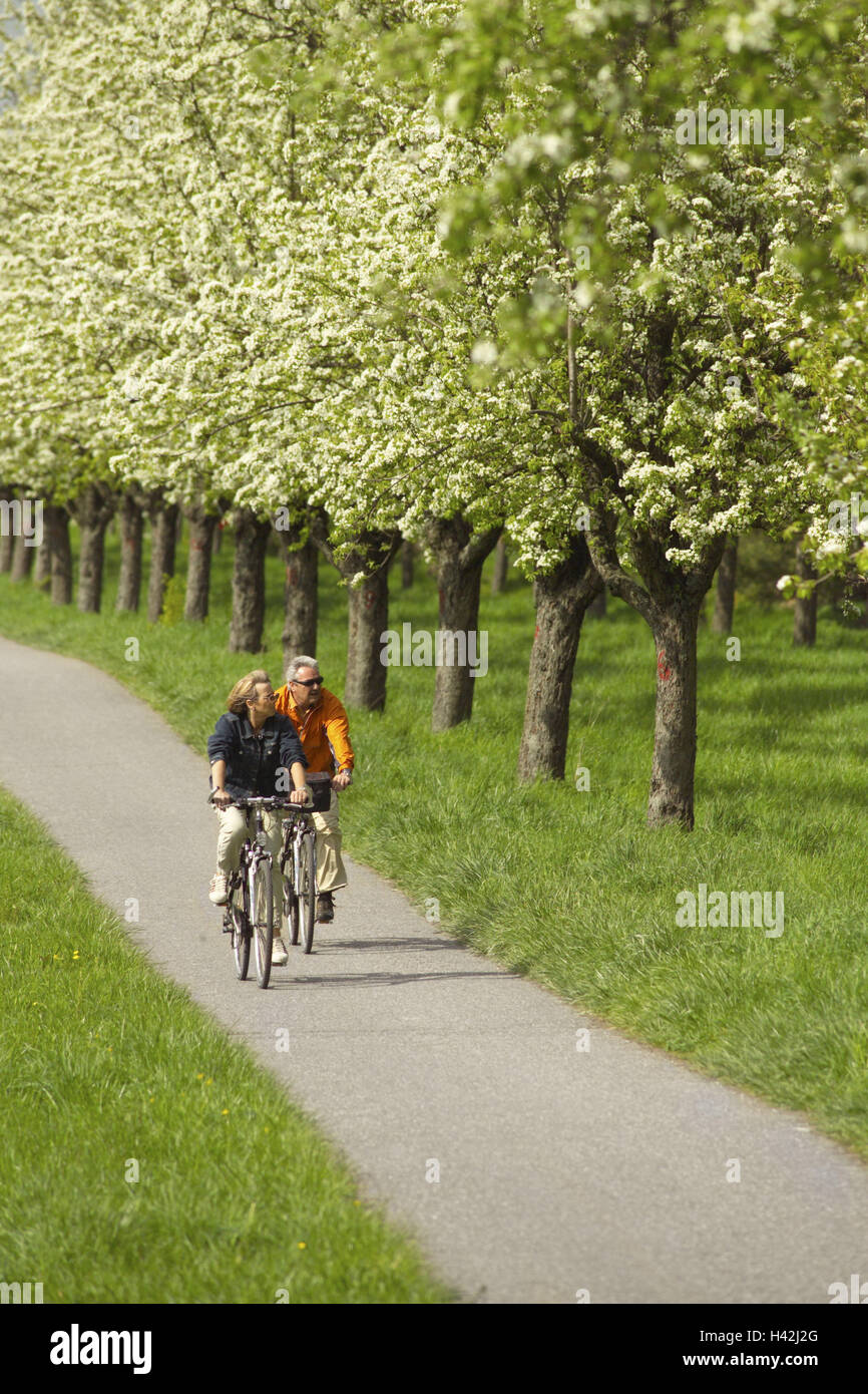 Tree series, way, cyclist, spring, meadow, edge the forest, trees ...