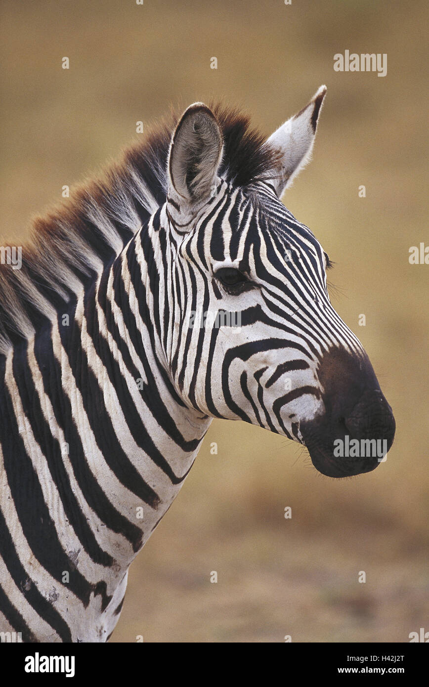 Bohm steppe zebra hi-res stock photography and images - Alamy