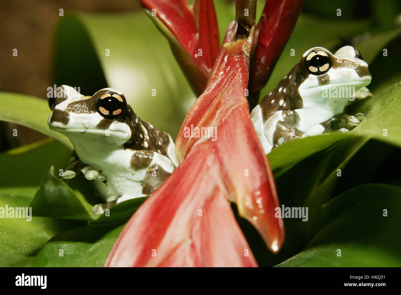 Zoo, leaves, toad foliage frogs, Phrynohyas resinifictrix, terrarium ...
