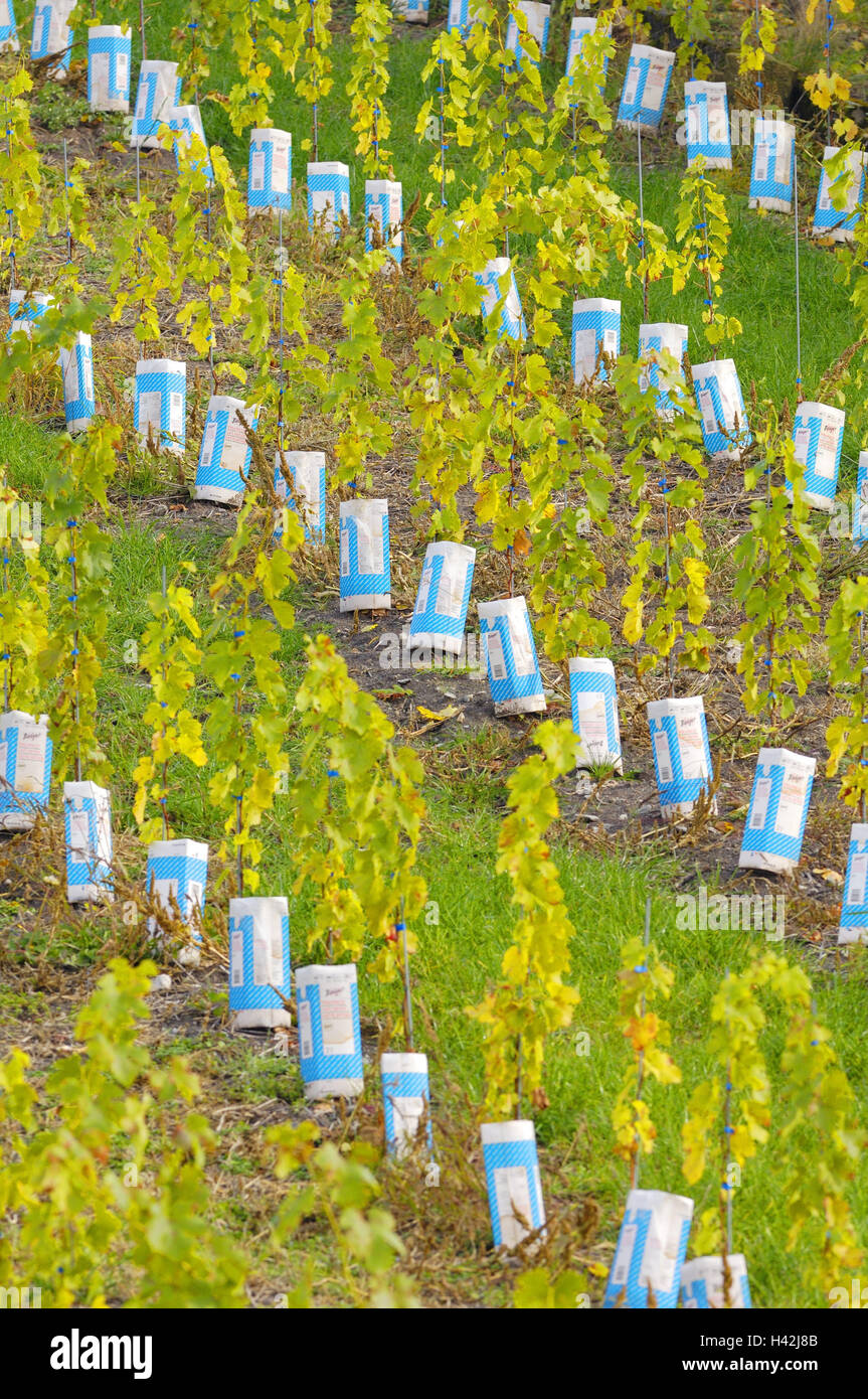 Vine breeding hi-res stock photography and images - Alamy