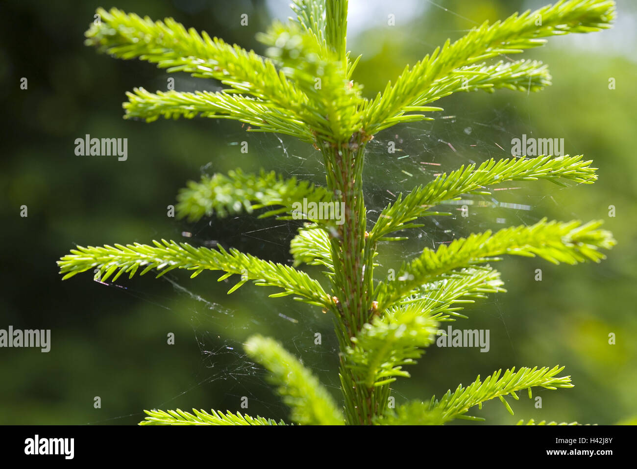 Spinning wood hi-res stock photography and images - Alamy