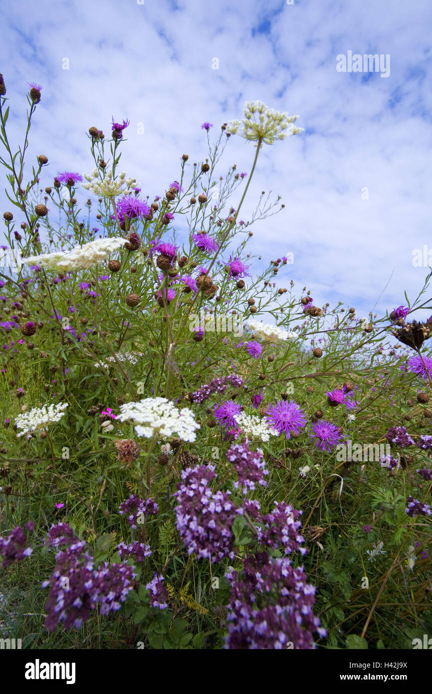 Usual dost hi-res stock photography and images - Alamy