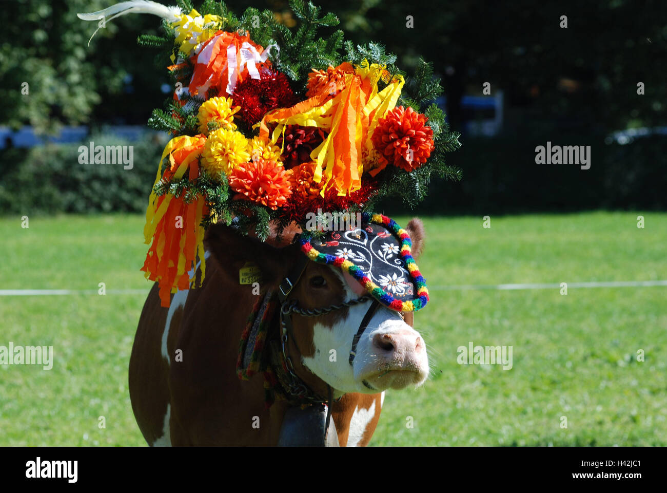 Almabtrieb, cow, headdress, meadow, medium close-up, detail, tradition ...