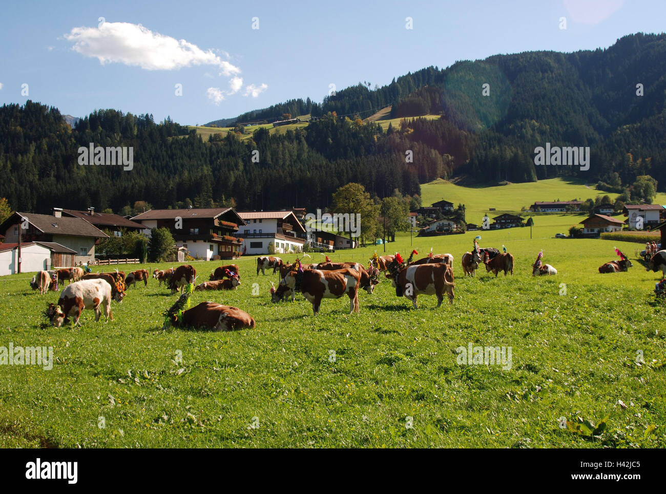 Almabtrieb zillertal hi-res stock photography and images - Alamy