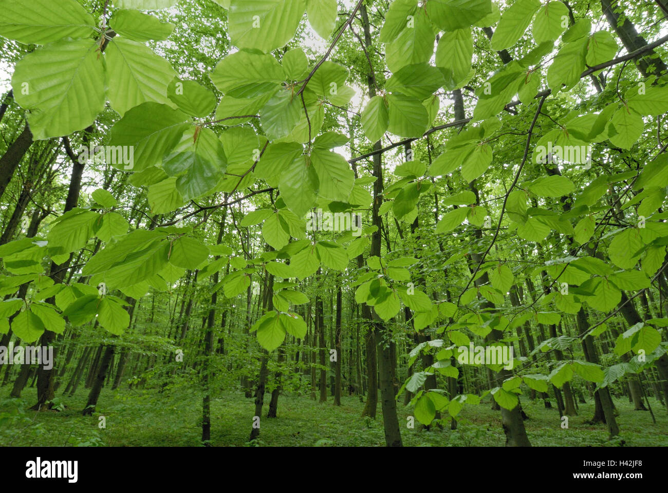 Jungs beech trees hi-res stock photography and images - Alamy