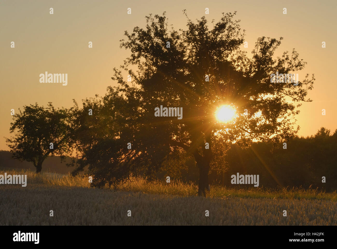 Summer, fruit trees, grain field, sunset, backlight, Germany, Bavaria ...