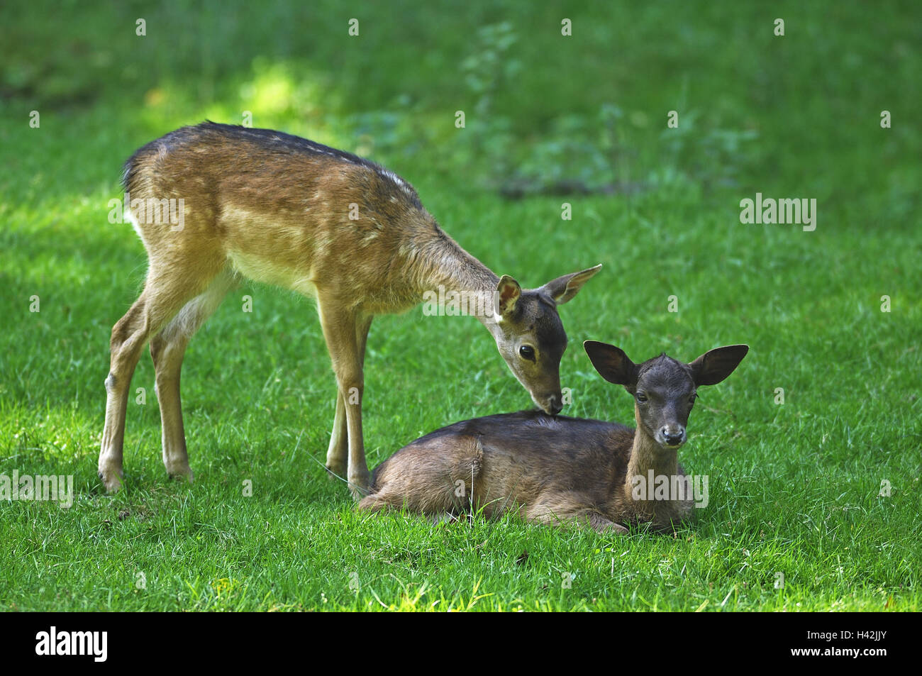 Damwild calves hi-res stock photography and images - Alamy