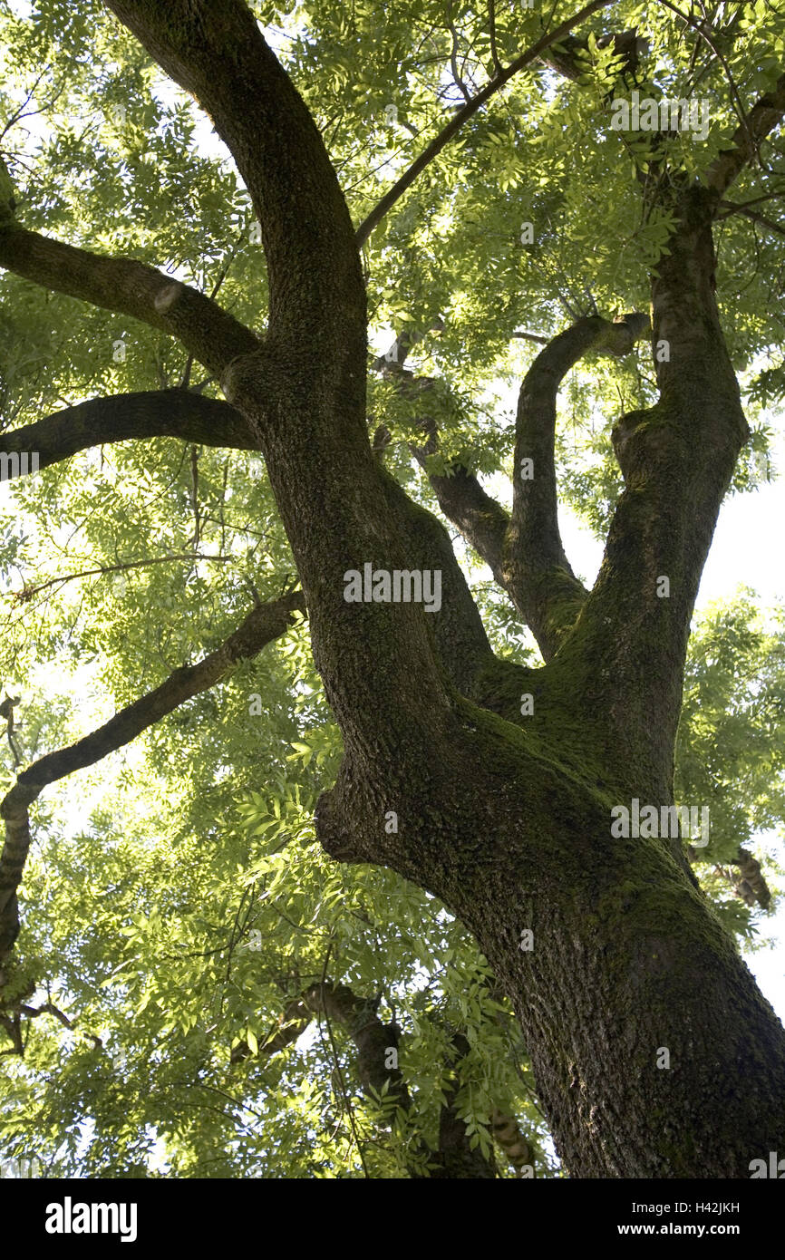 Ash tree trunk hi-res stock photography and images - Alamy