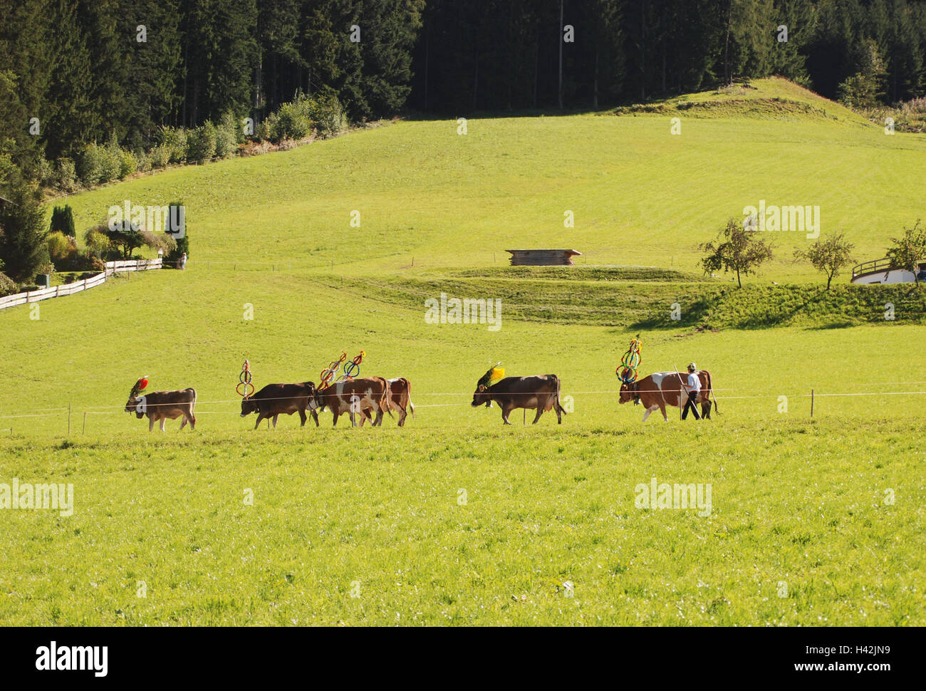 Austria, Tyrol, Zillertal, Reith in the alp brook valley, Almabtrieb ...