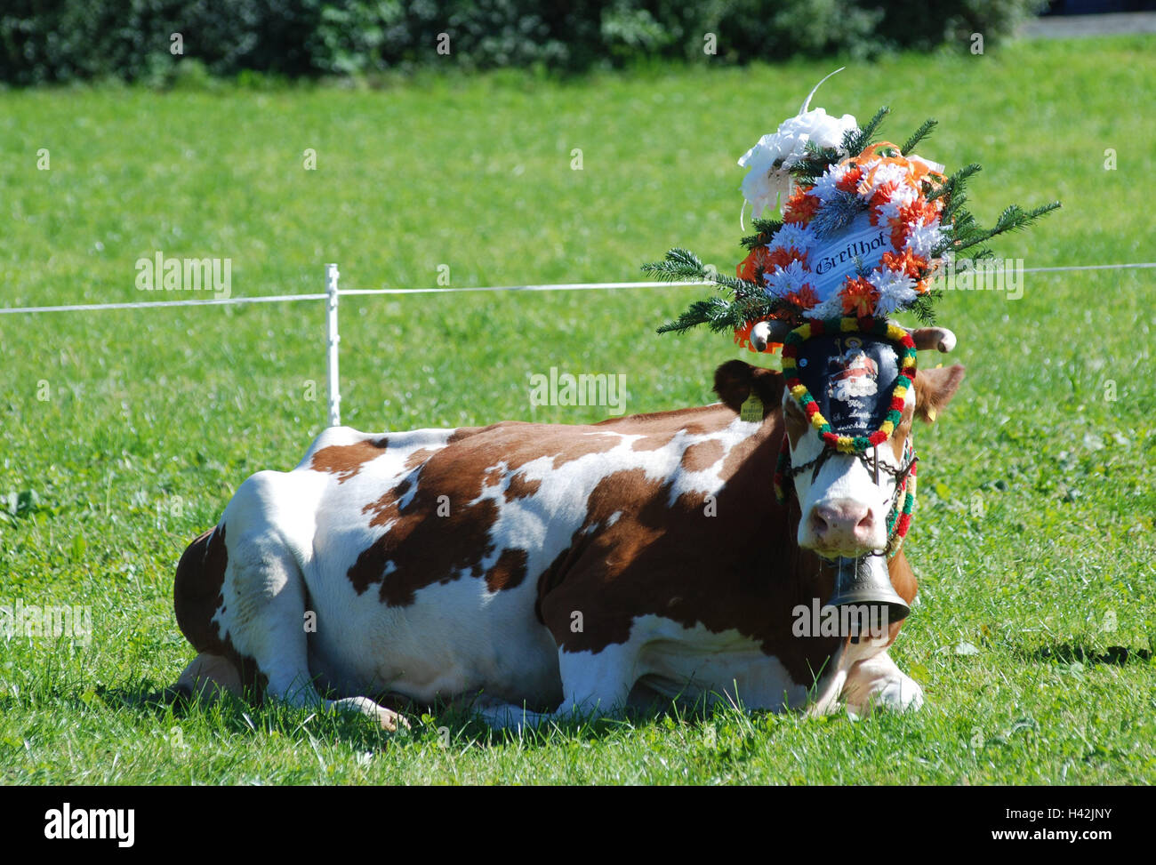 Almabtrieb, cow, headdress, meadow, lie, tradition, traditions, autumn ...