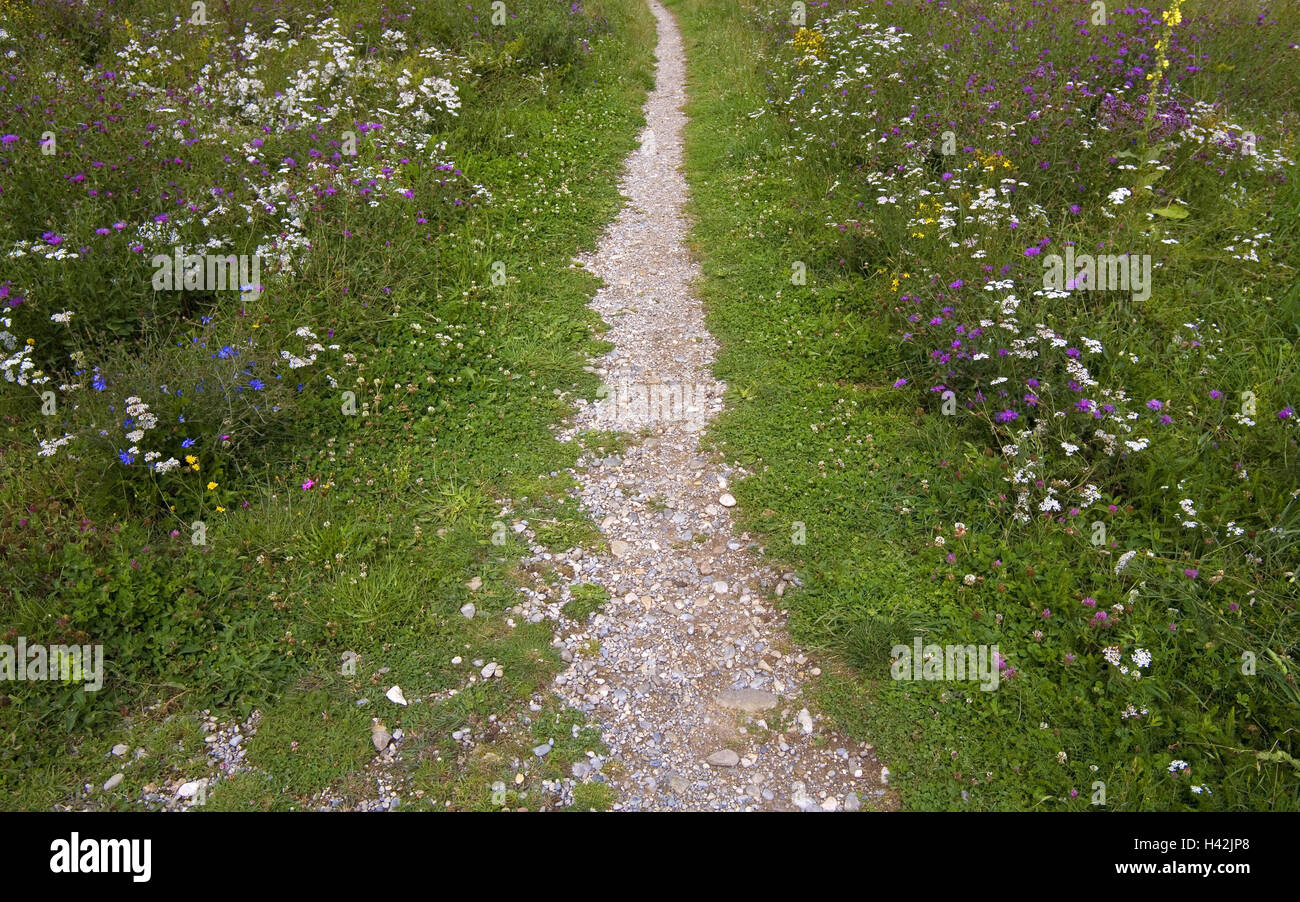 Flower meadow, way Stock Photo - Alamy