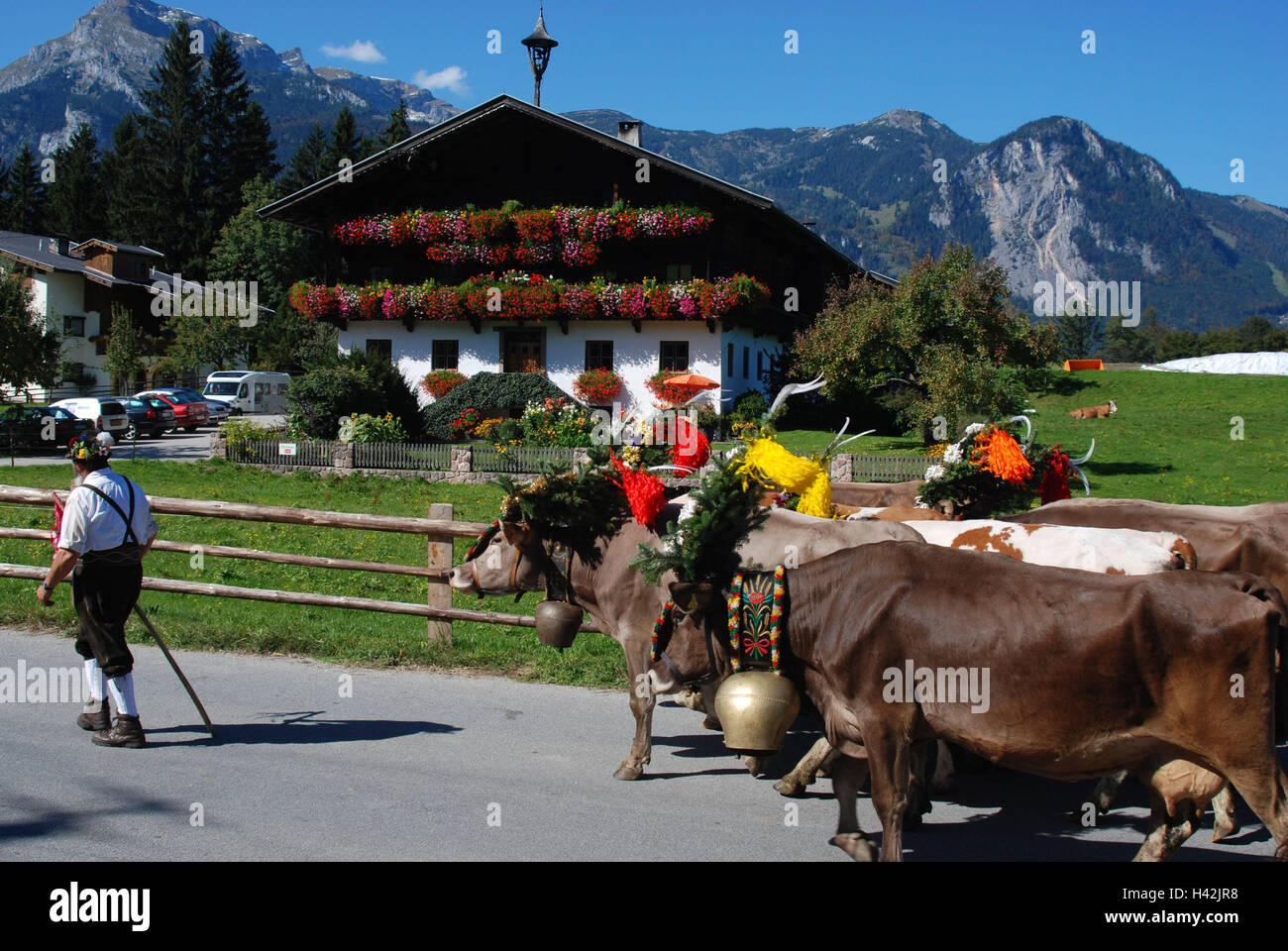 Almabtrieb zillertal hi-res stock photography and images - Alamy