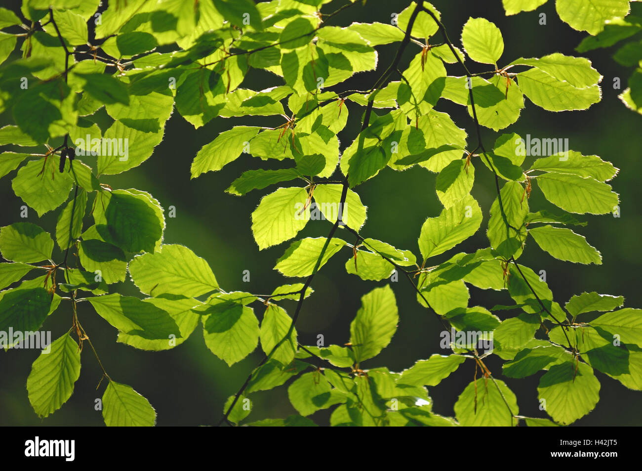 Tree, beech, detail, branches, leaves, sunlight, spring Stock Photo - Alamy