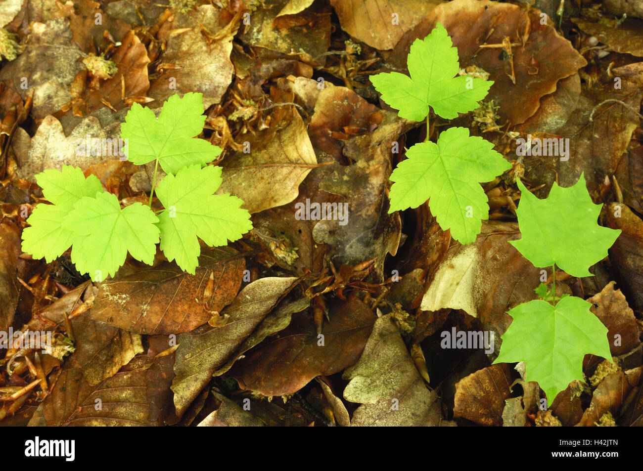 Small maple floor hi-res stock photography and images - Alamy