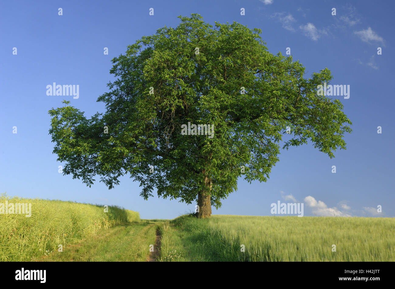 Fields, path, walnut tree, summer, Germany, Bavaria Stock Photo - Alamy