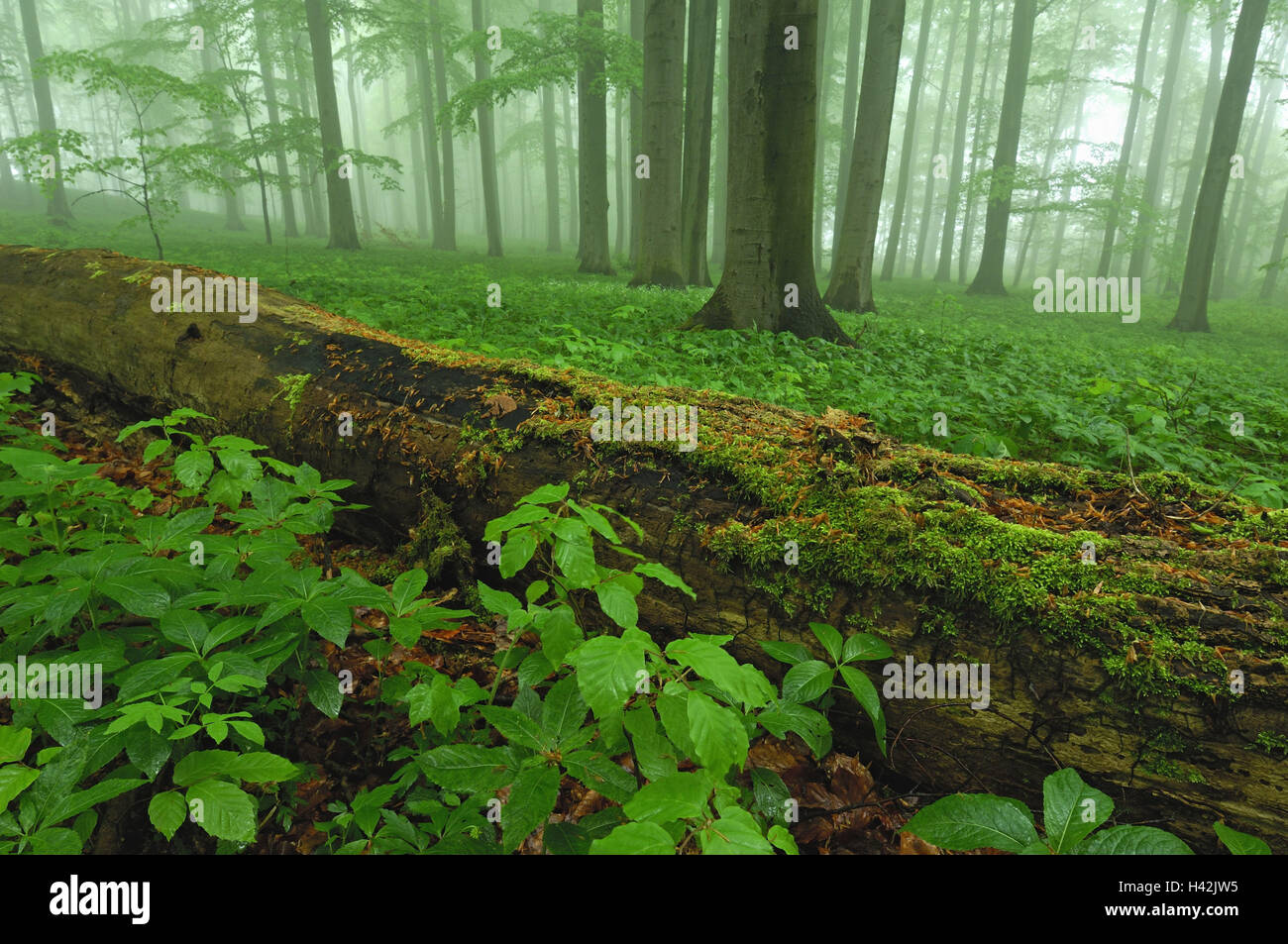 Deciduous forest, plants, dead wooden, fog, spring, Germany, Thuringia ...