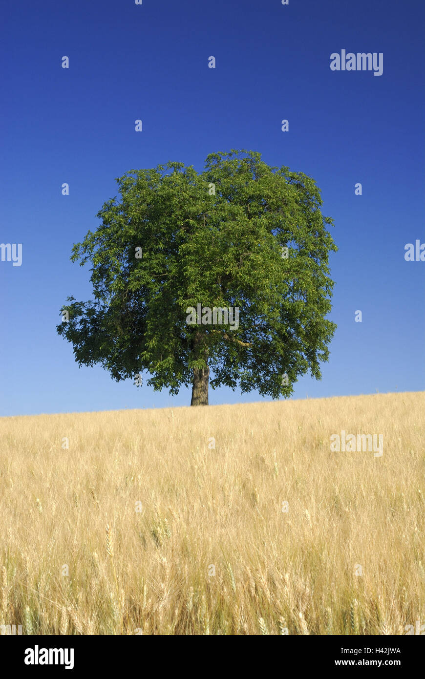 Walnut grain hi-res stock photography and images - Alamy