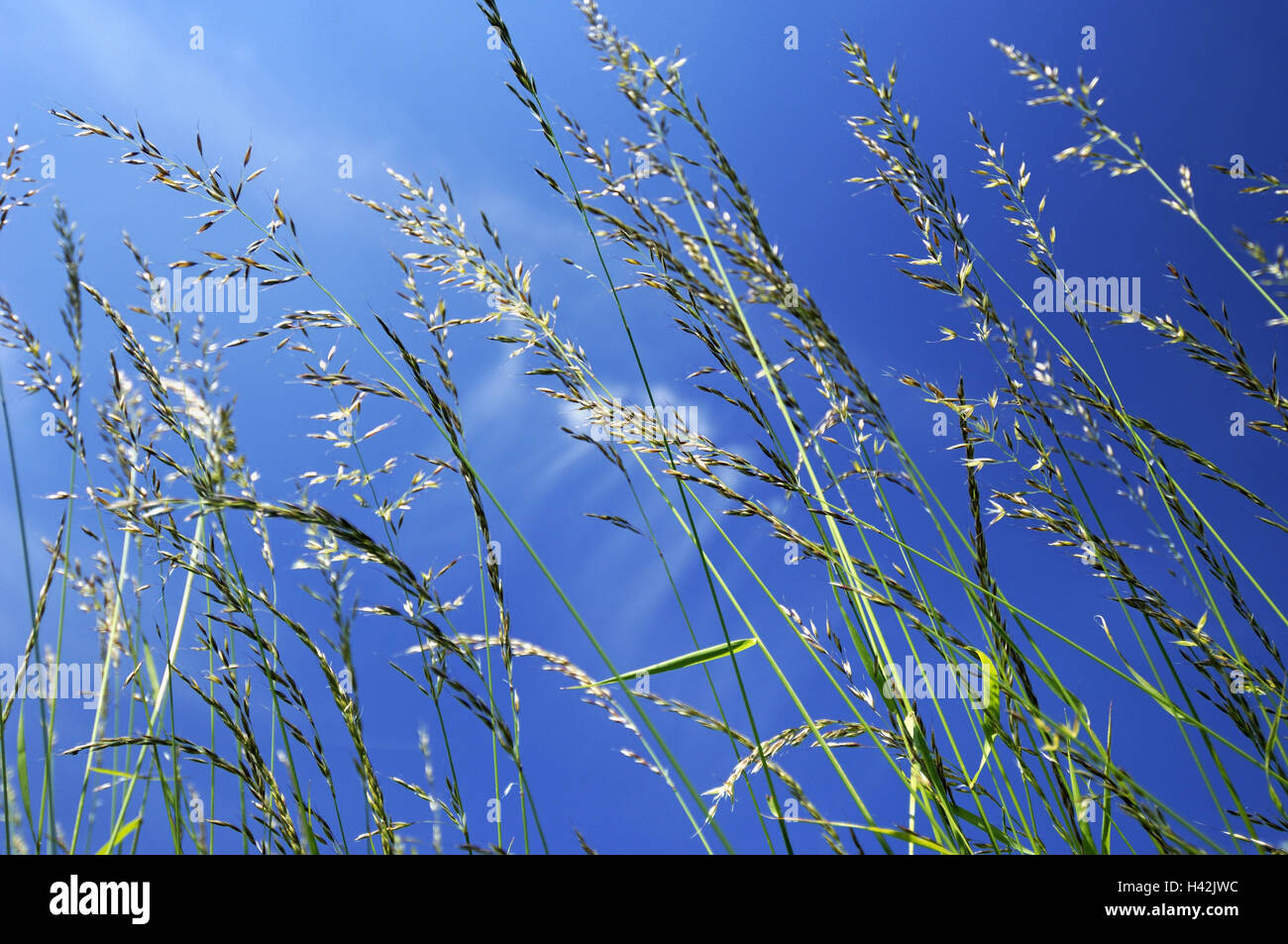 Grass, medium close-up, heaven, below shot Stock Photo - Alamy