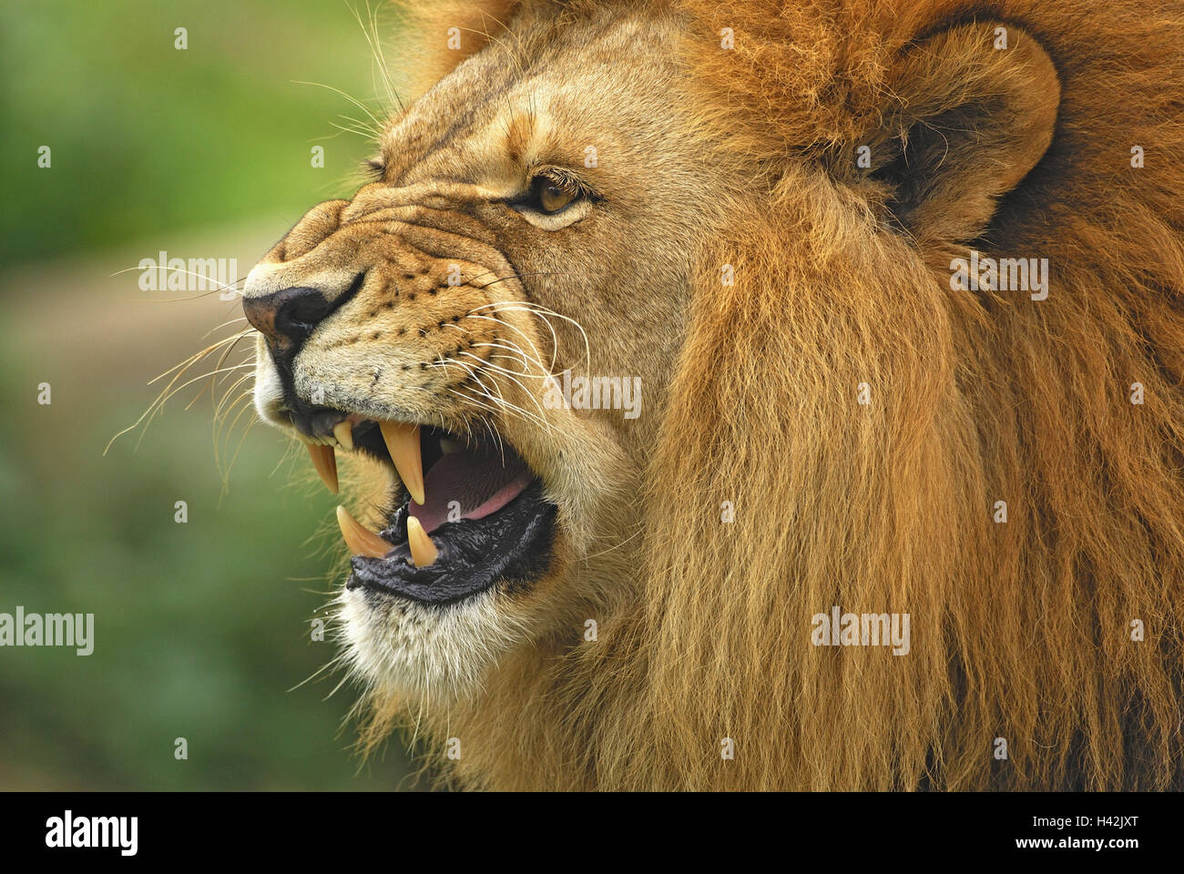 Angry Male Lion Pictures