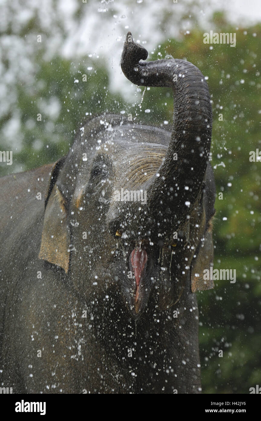 Asian elephant, Elephas maximus, play, water, portrait Stock Photo - Alamy