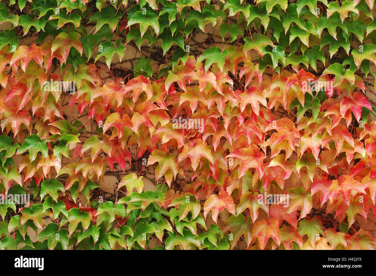Climbing plants, wild vine, ivy, autumn Stock Photo - Alamy