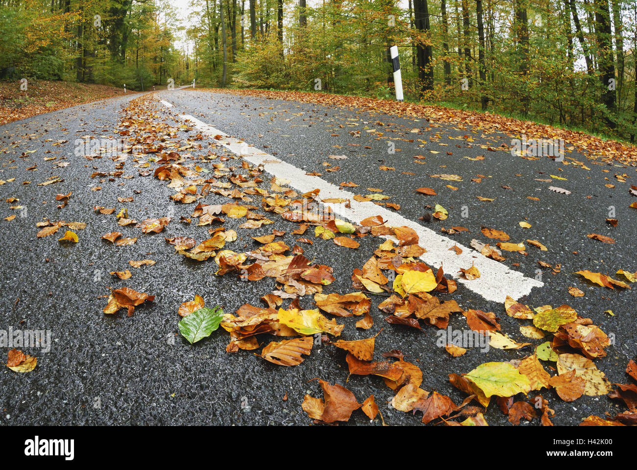 Wood, country road, foliage, autumn, Germany, Bavaria, Spessart Stock ...