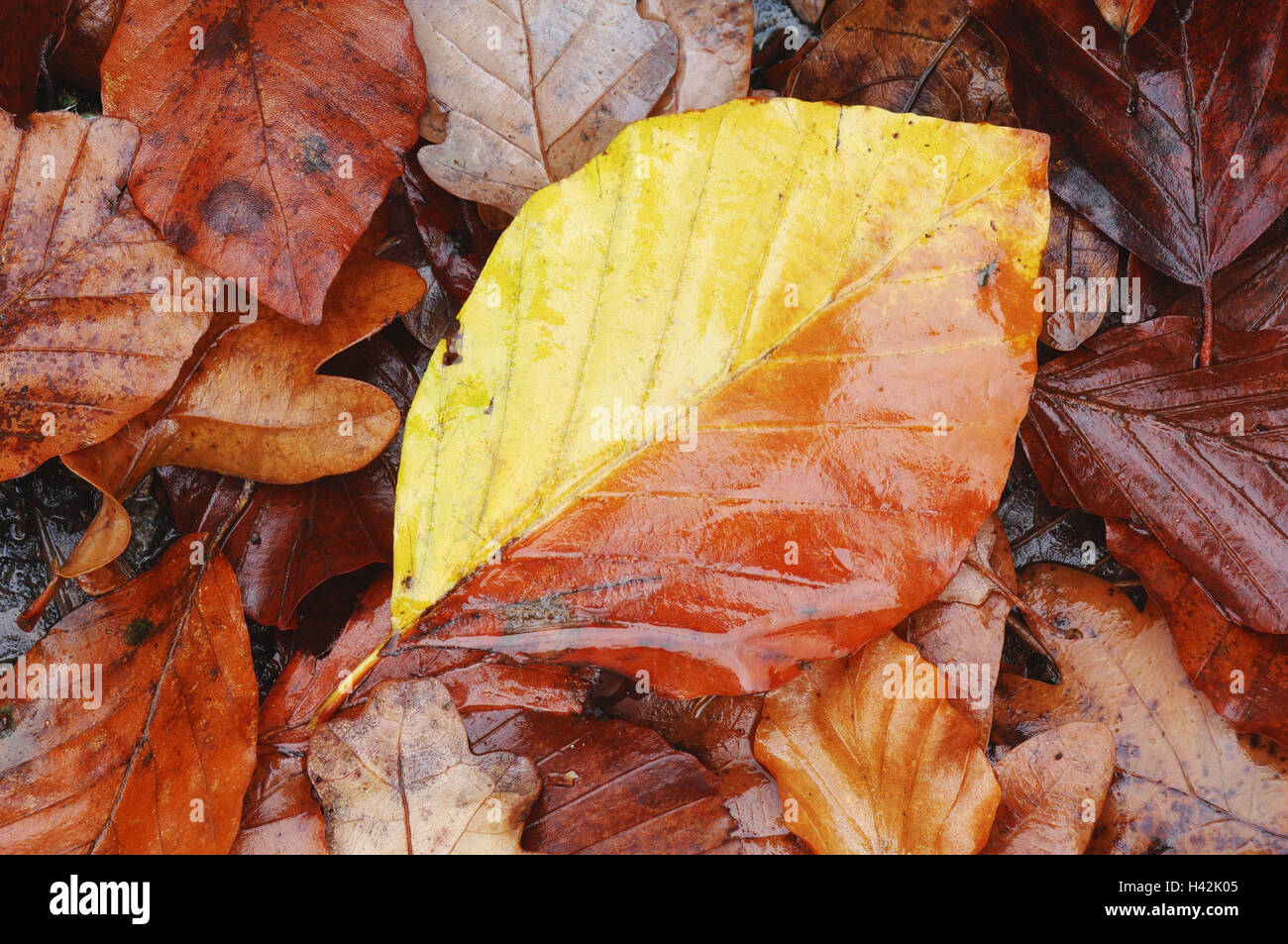 Surface the earth, autumn foliage, beech trees leaves, bichrome, close ...