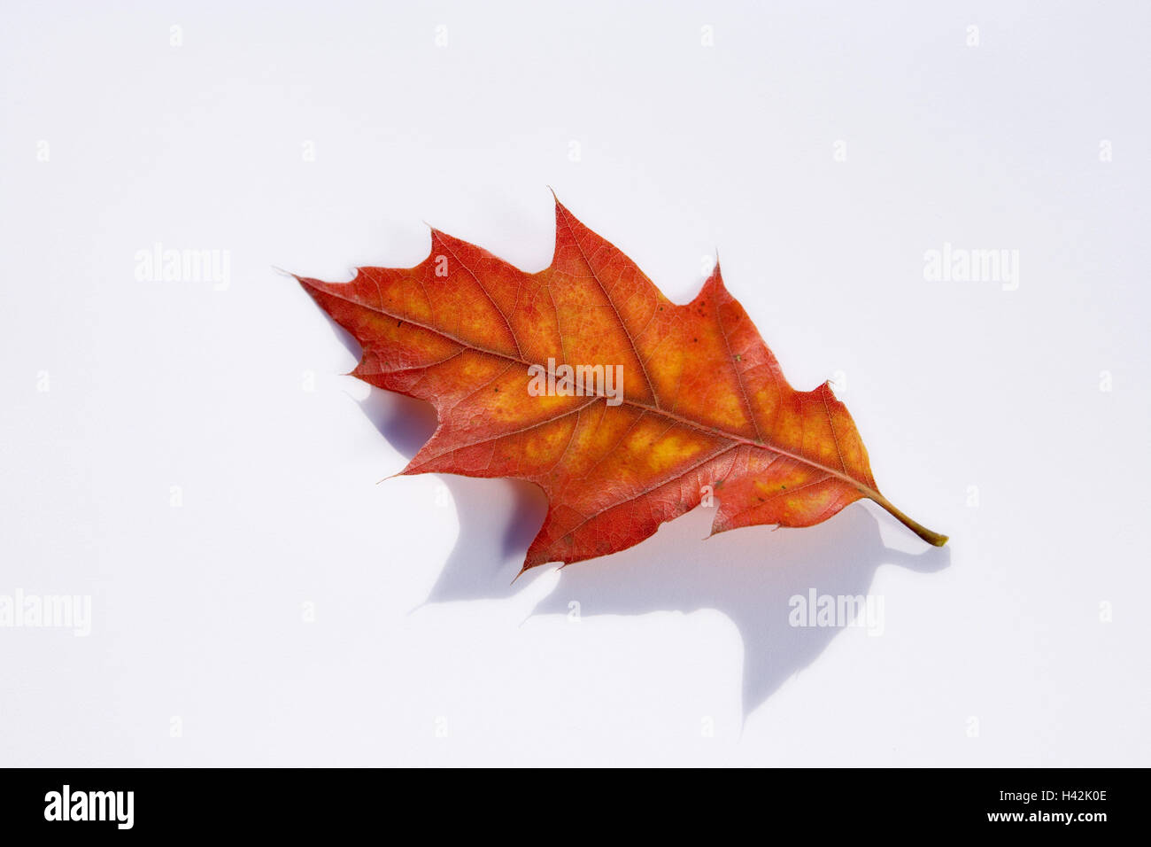 Autumn Leaves Cut Out High Resolution Stock Photography and Images - Alamy