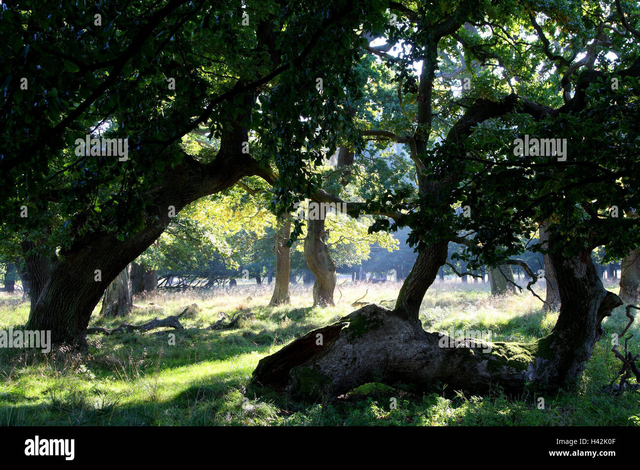 Wood, common oaks, Quercus robur, scenery, rurally, deciduous forest ...