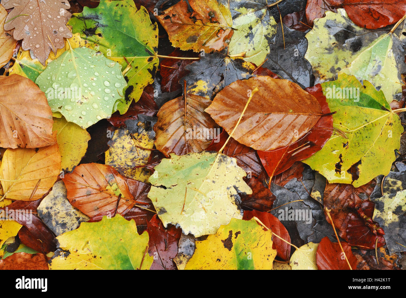 Soil, autumn foliage, colourful, drops of water, wet, close-up Stock ...