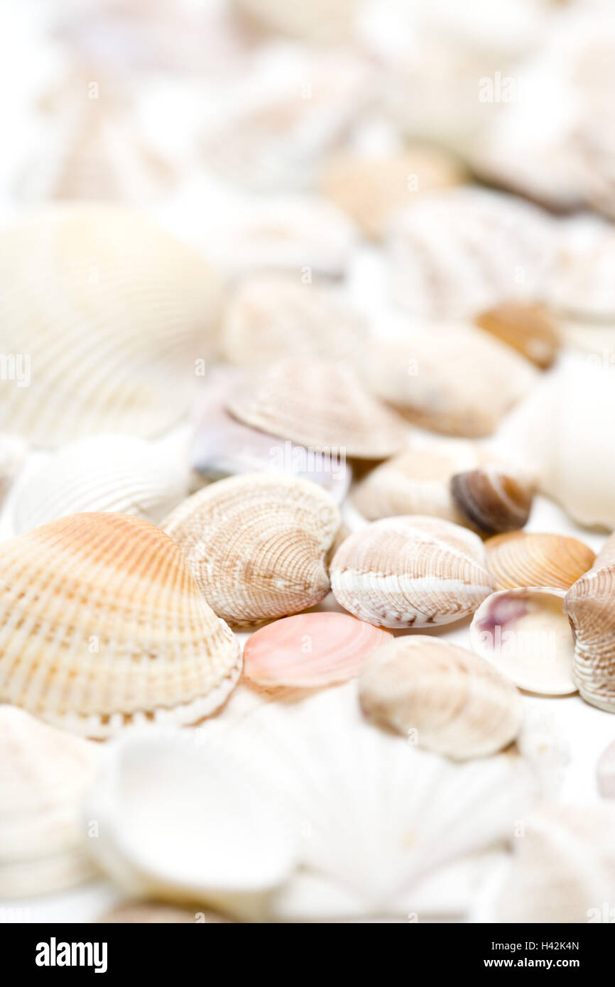 Mussel collection, close up, blur Stock Photo - Alamy