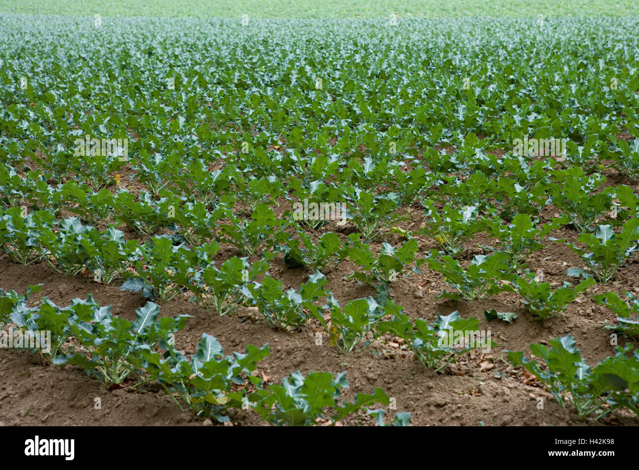 Turnip Field High Resolution Stock Photography and Images - Alamy