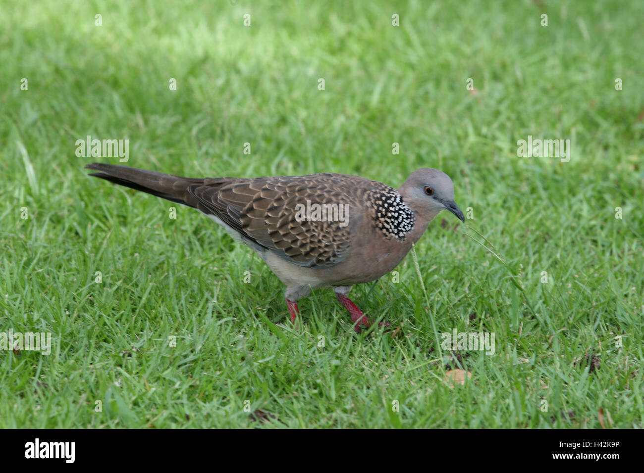 Pearl neck pigeons hi-res stock photography and images - Alamy
