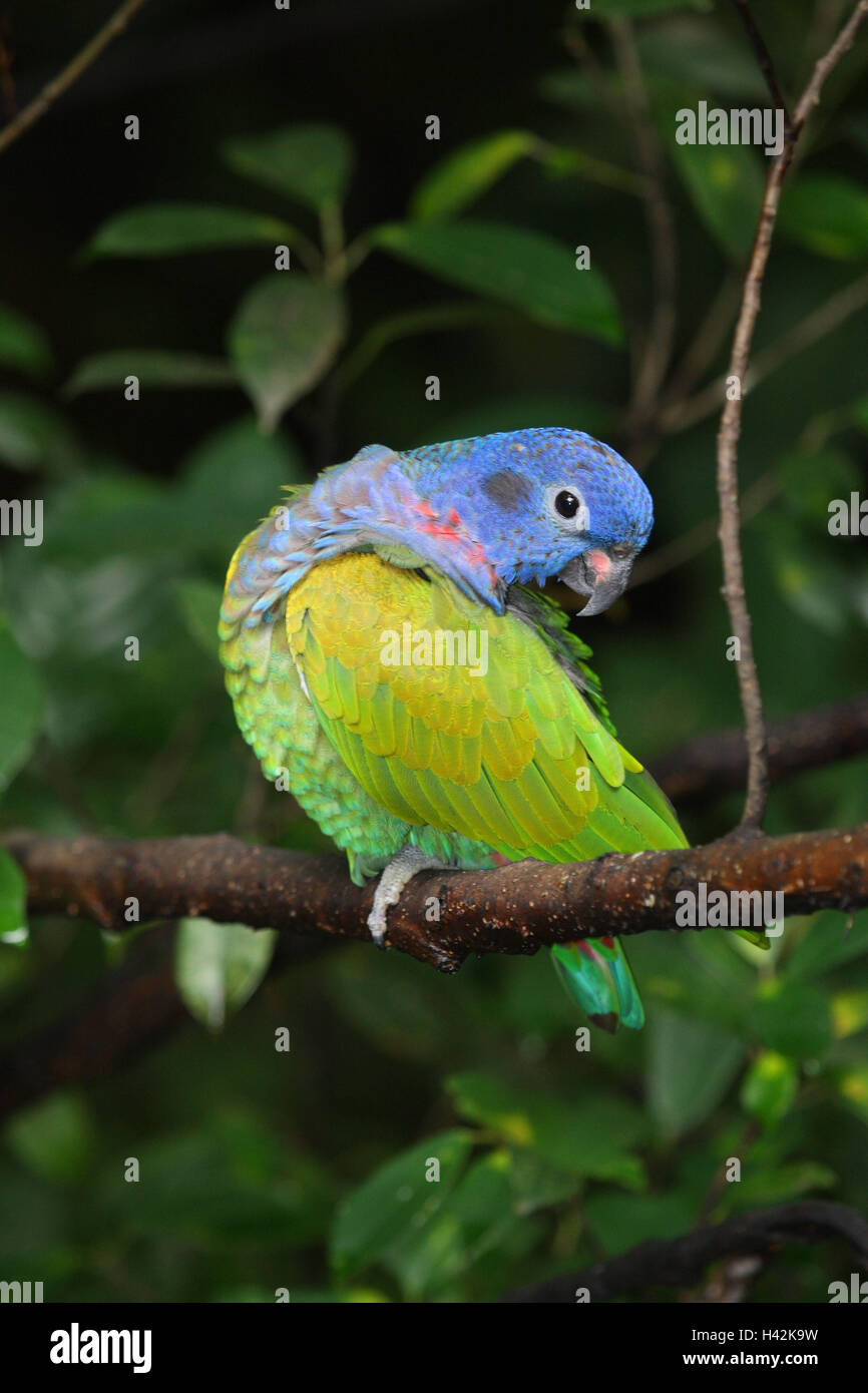 Parrot tree hi-res stock photography and images - Alamy