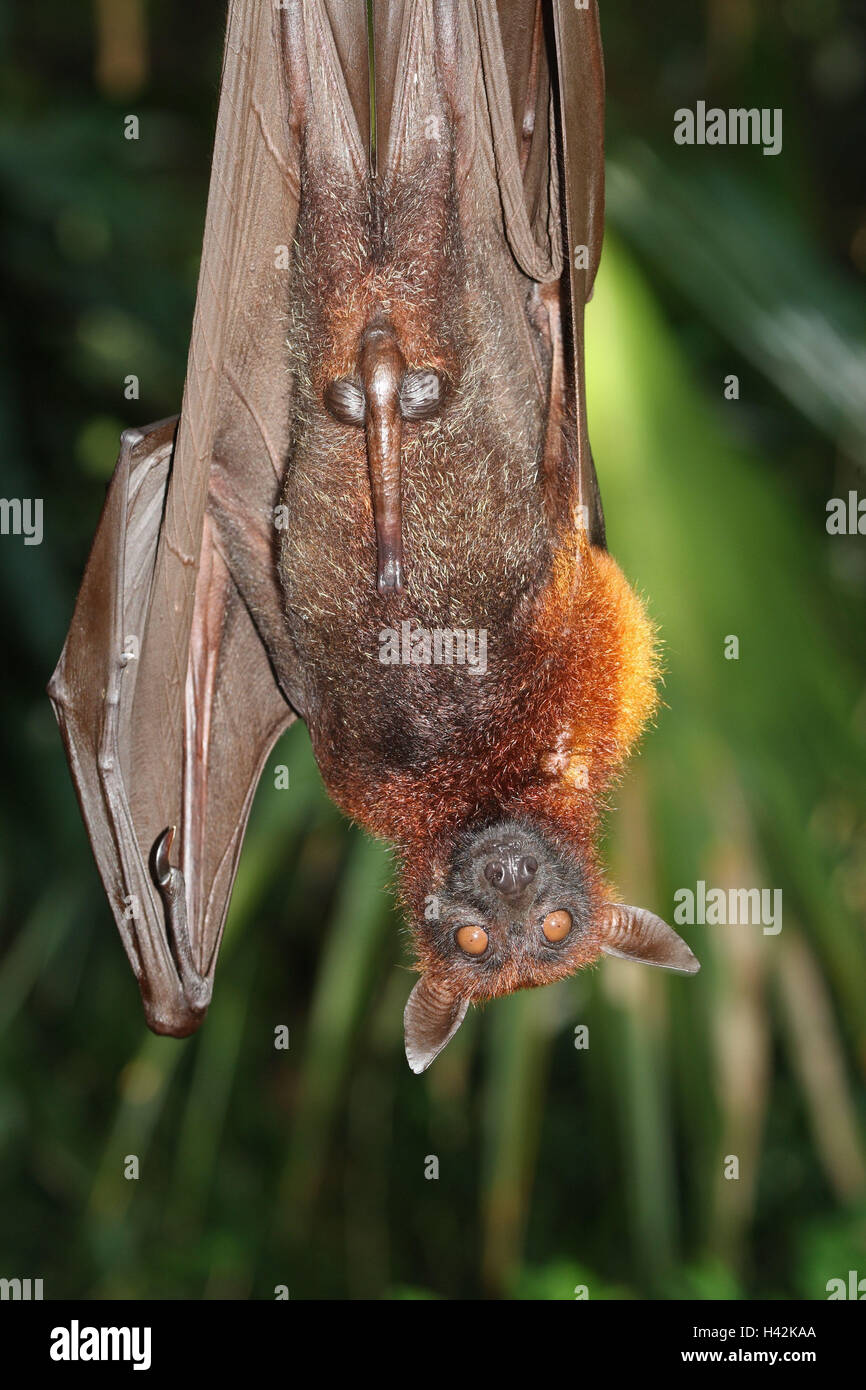 Kalong hi-res stock photography and images - Alamy