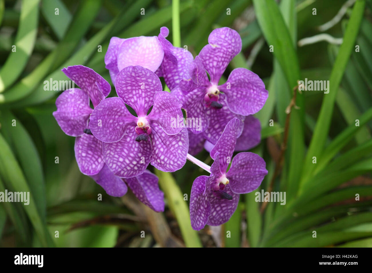 Orchid vanda coerulea hi-res stock photography and images - Alamy