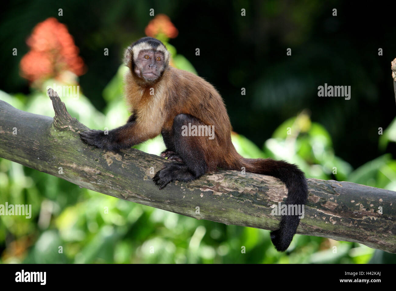 Brown capuchin monkey hi-res stock photography and images - Alamy