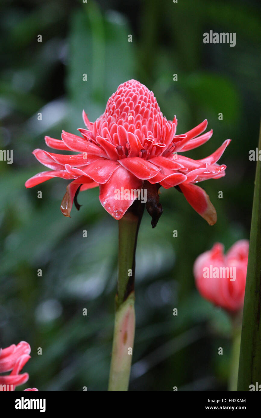 Torch ginger plant hi-res stock photography and images - Alamy