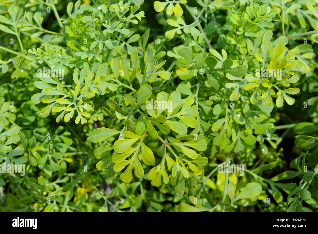 Blue rue ruta graveolens hi-res stock photography and images - Alamy