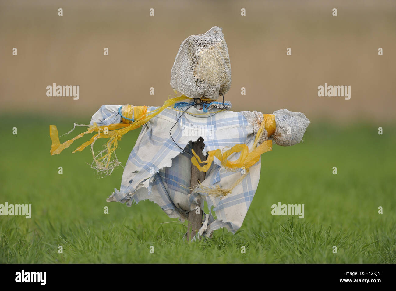 Scarecrow, grain-field, spring Stock Photo - Alamy