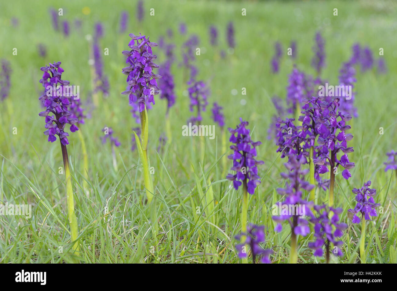 Species orchis morio hi-res stock photography and images - Alamy