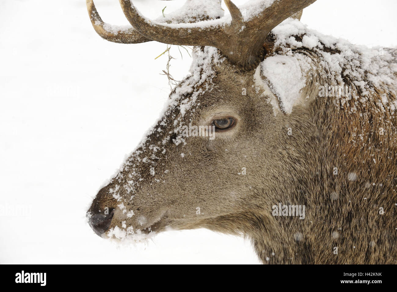 Red deer, Cervus elaphus, portrait, side view, winter, red deer, deer ...