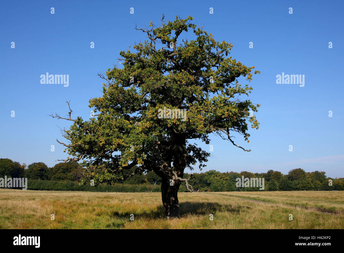 Meadow, common oak, Quercus robur, scenery, rurally, plants, trees ...