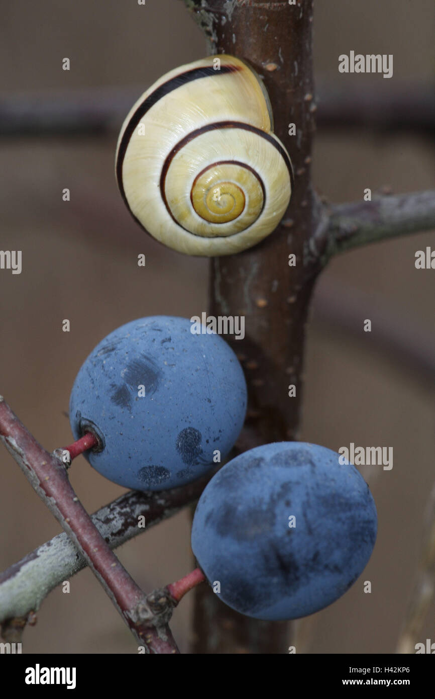 Blackthorn, detail, branch, sloes, garden escargot, Cepaea hoard sis ...
